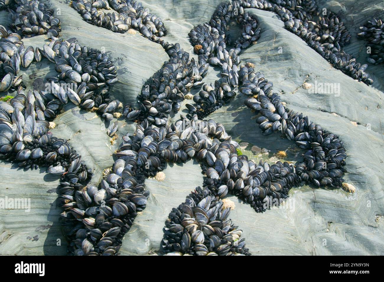 Mussels growing on the Cornish coast UK Stock Photo - Alamy