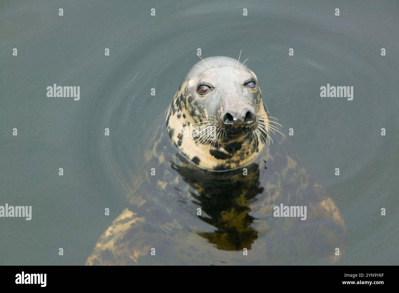 A grey seal in Lochinver Harbour, Sutherland, Scotland, UK Stock Photo ...