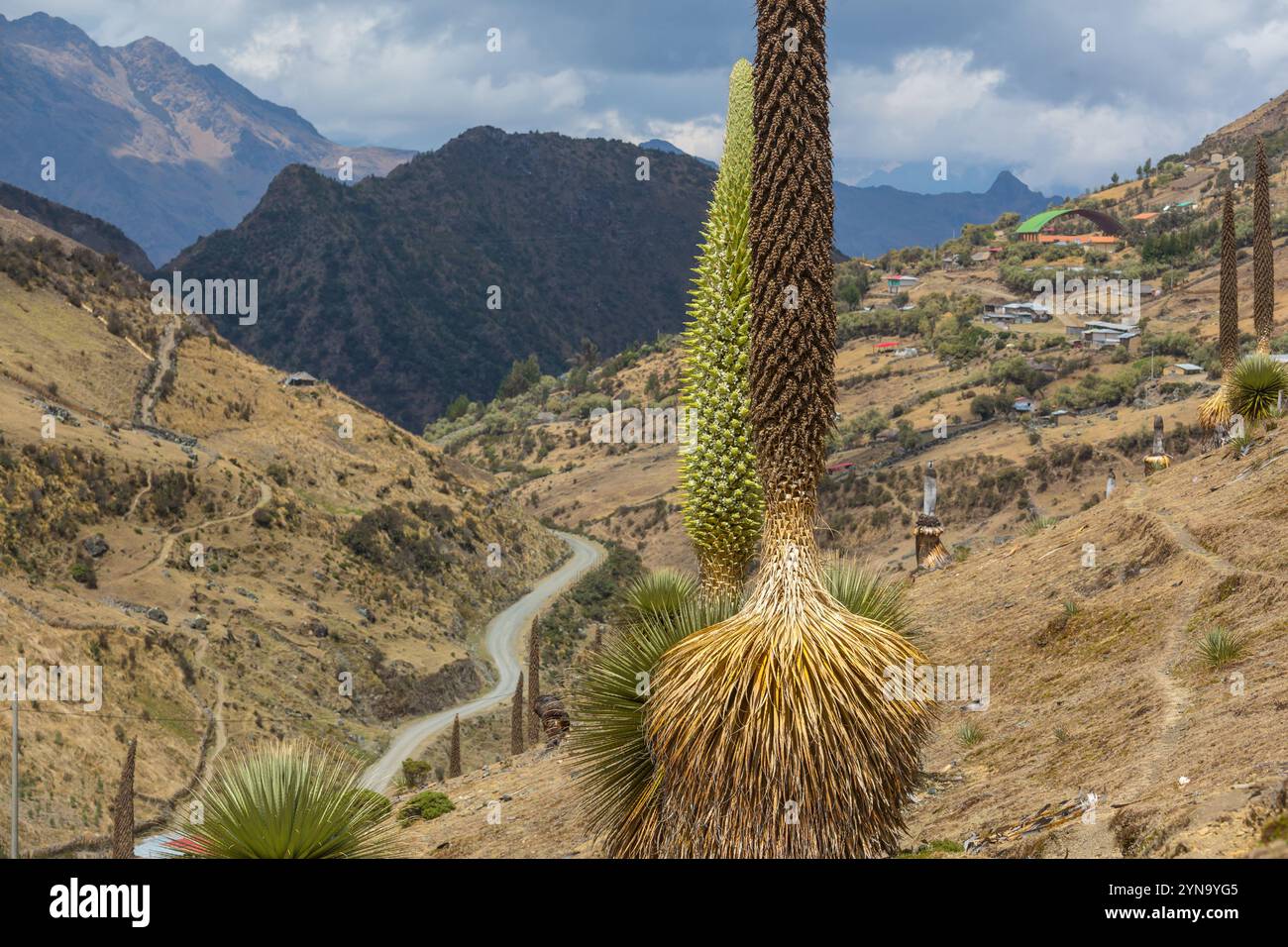 Puya Raimondii Plants high up in the Peruvian Andes, South America ...