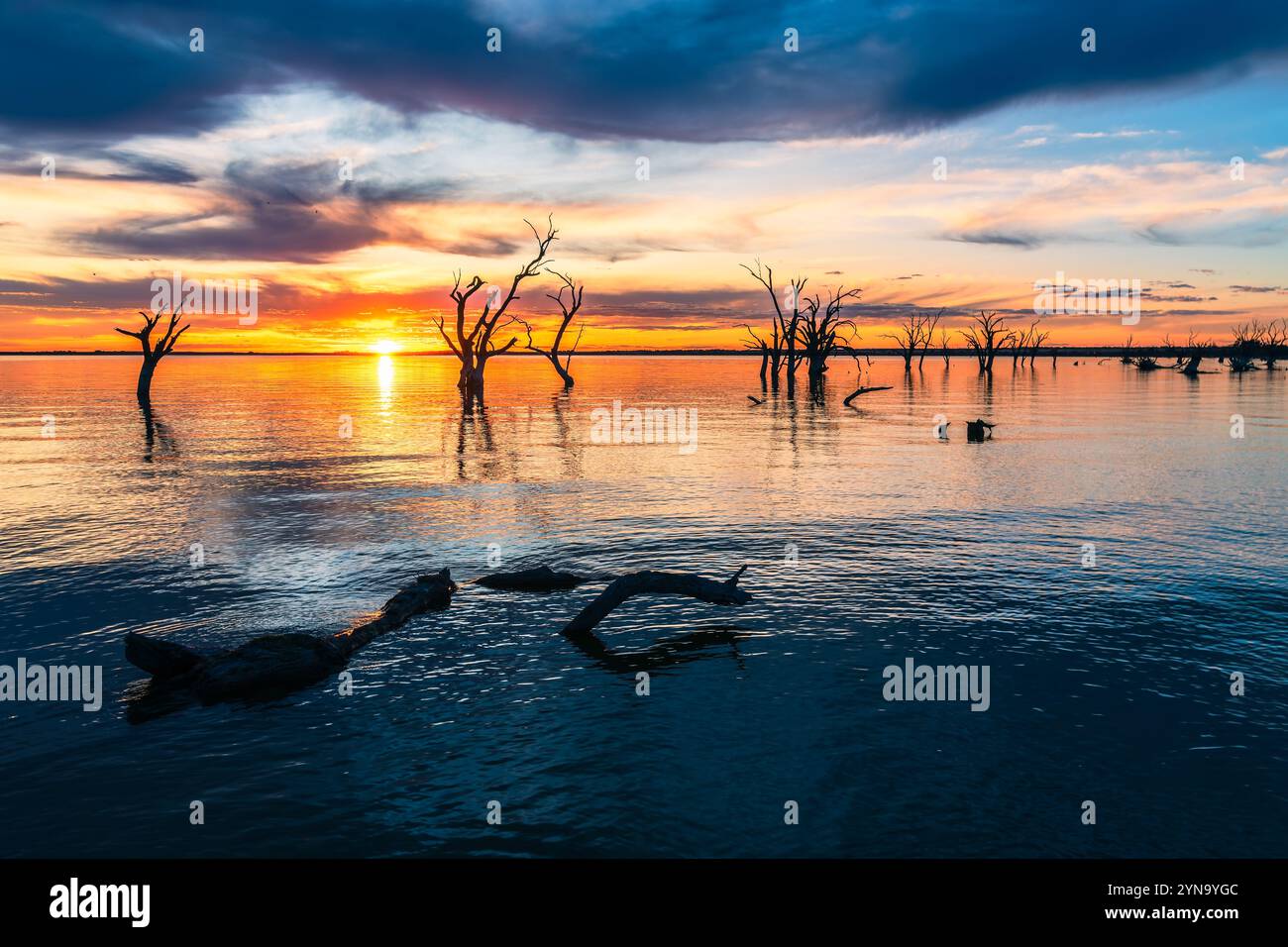 Lake Bonney with dried tree silhouettes at sunset time, Barmera, South ...
