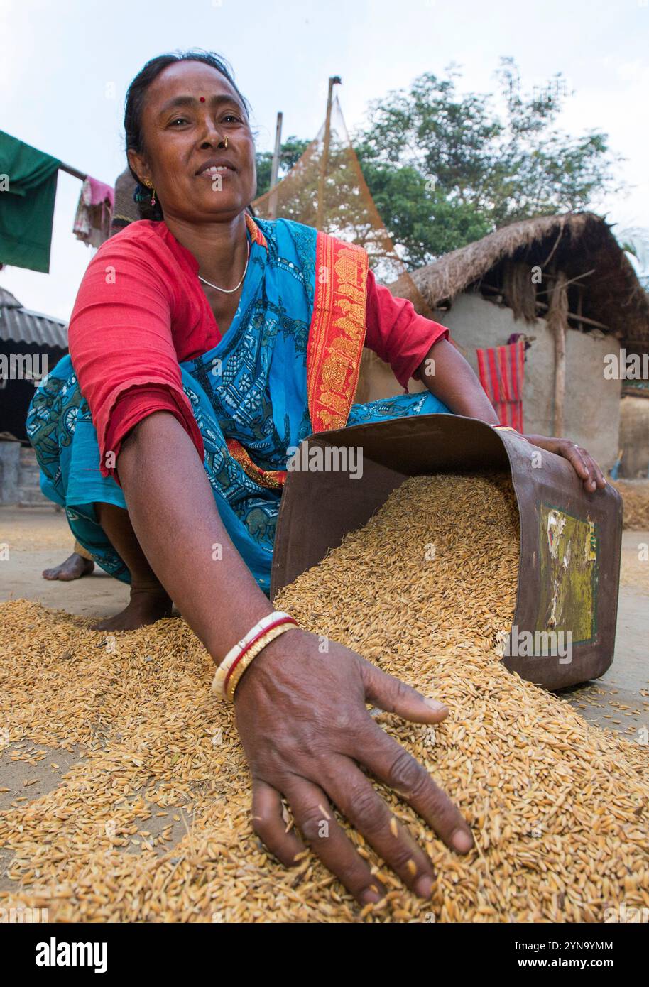 Woman gather rice, Sunderbans, Ganges Delta, India Stock Photo - Alamy
