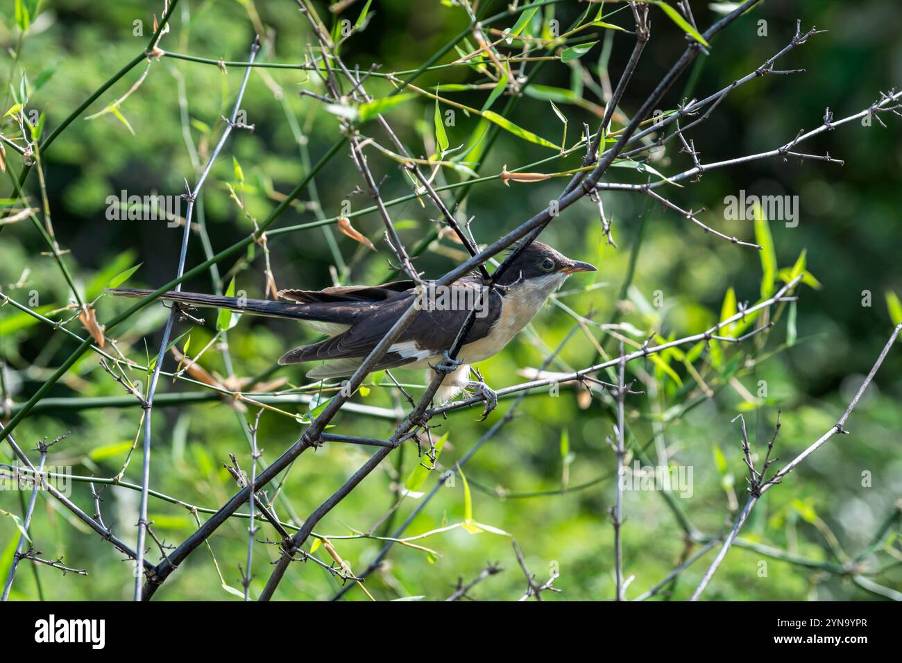 Jacobin cuckoo or pied cuckoo or the pied crested cuckoo or Clamator ...