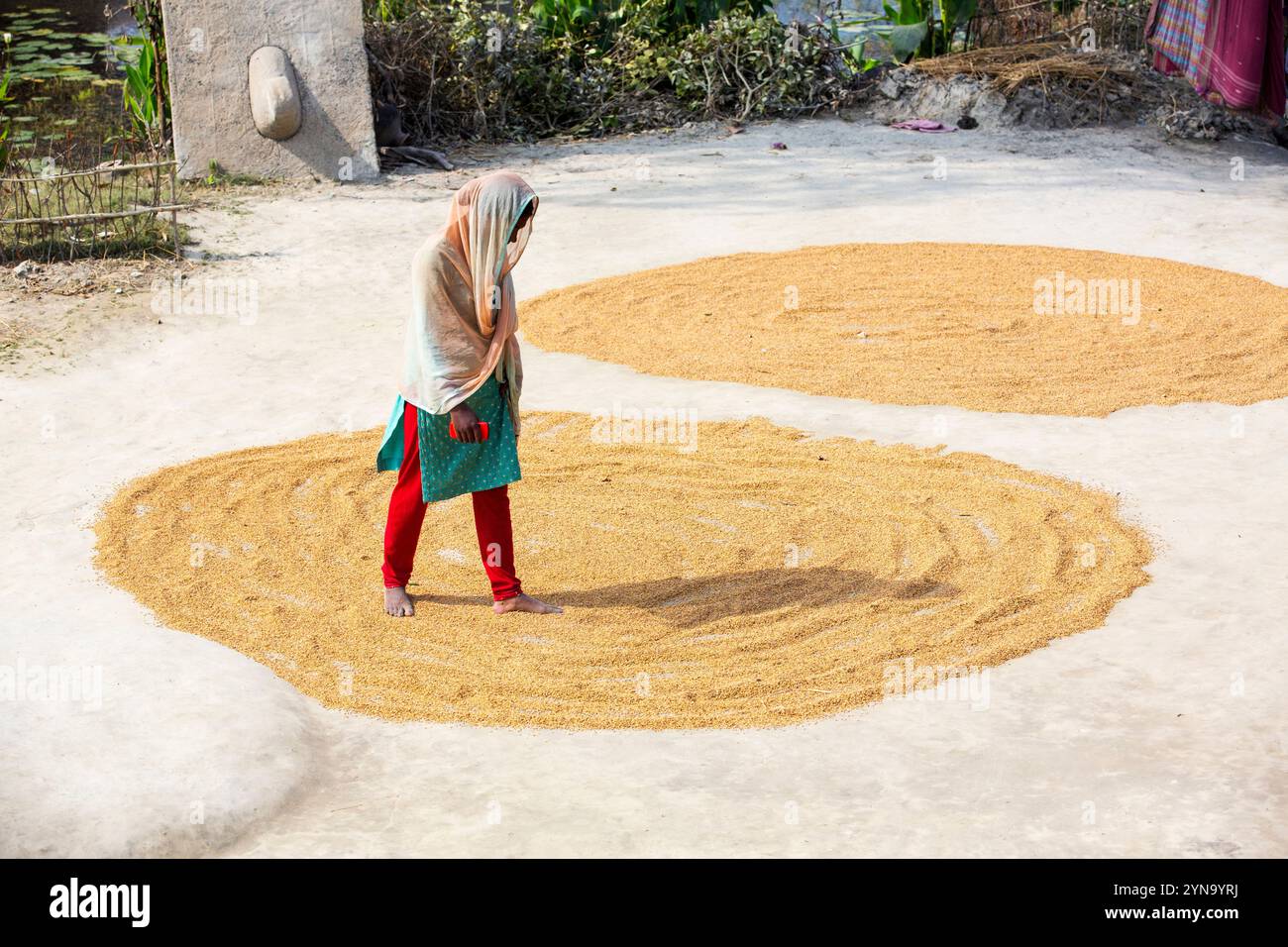 Woman drying her rice crop, Sunderbans, Ganges Delta, India Stock Photo ...