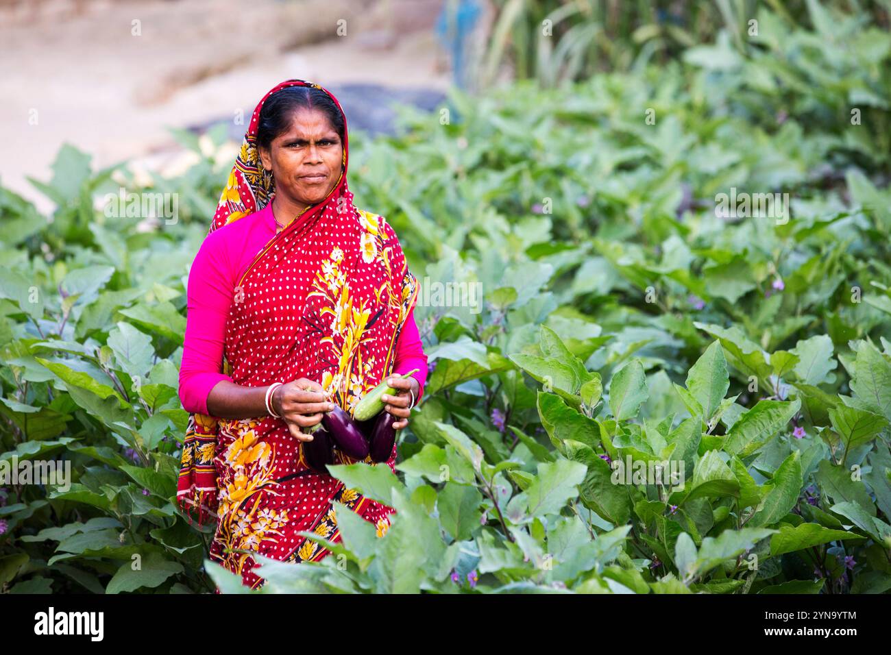 Woman picking Eggplants from vegetable garden, Sunderbans, Ganges Delta ...