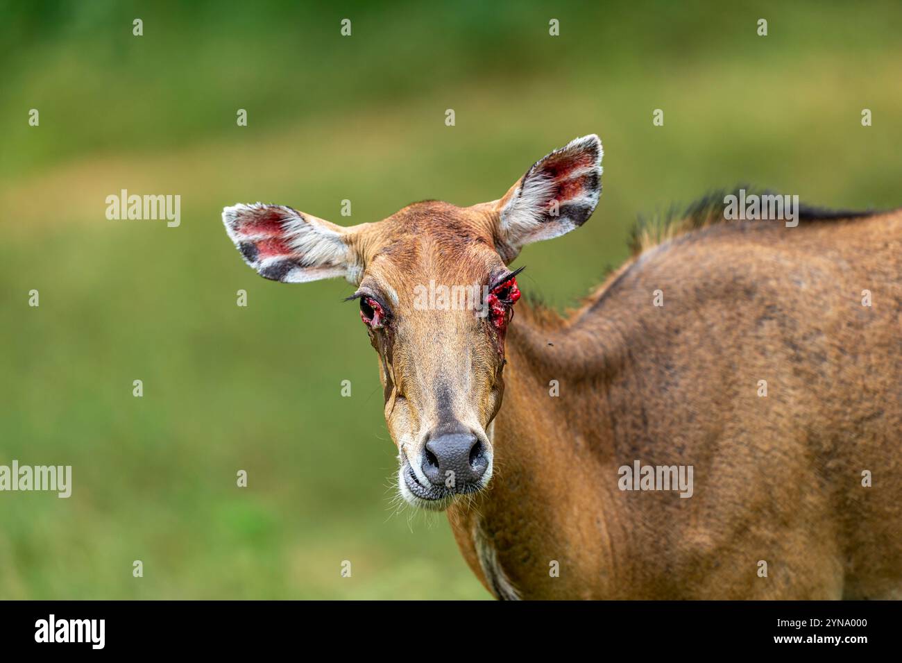 wild female nilgai or blue bull or Boselaphus tragocamelus with ...