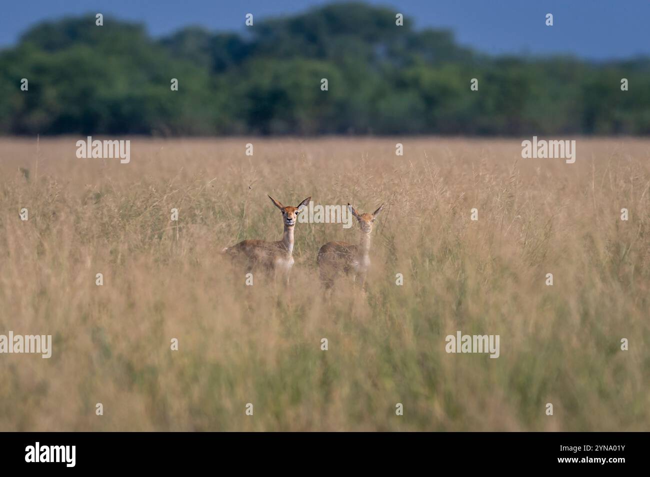 Two wild female blackbuck or antilope cervicapra or indian antelope ...