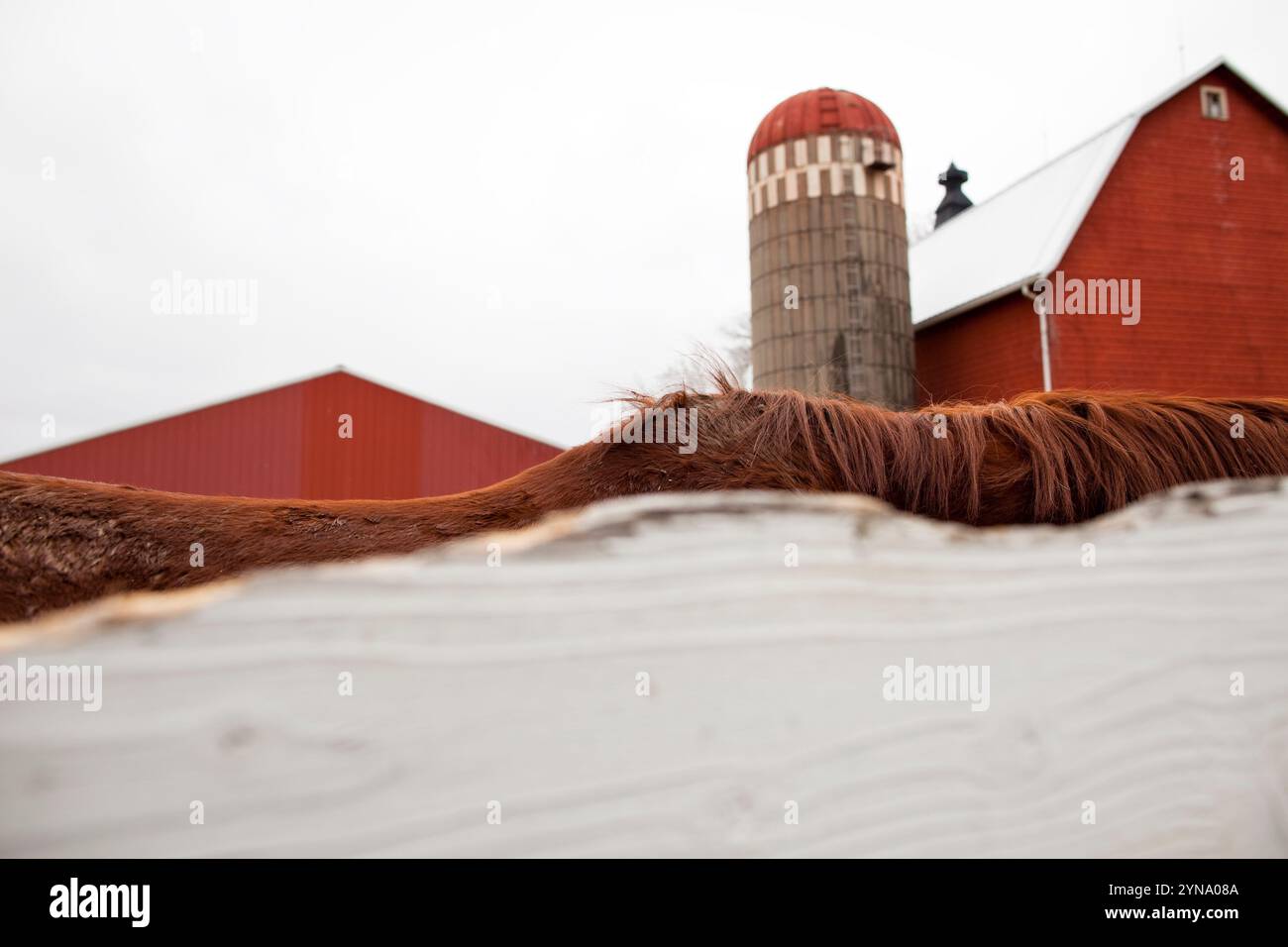A horse's back in the stable, Thomas Farm, Medina, Minnesota Stock ...