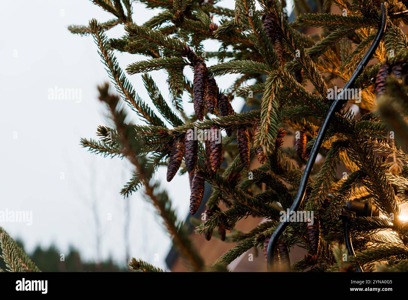 Serene Winter Scene Featuring Pine Cones and Evergreen Branches Stock ...