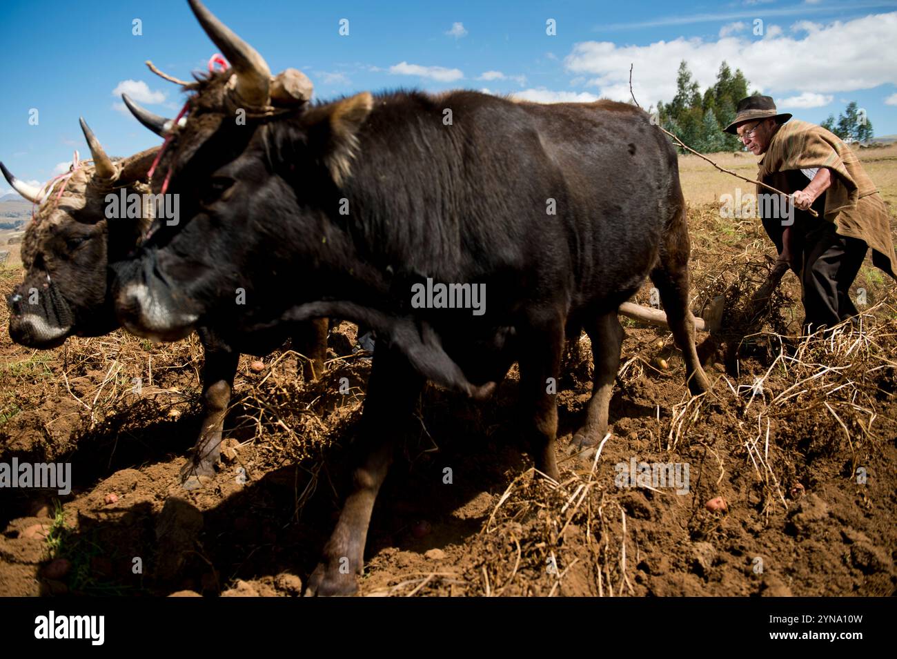 Bull plowing hi-res stock photography and images - Alamy