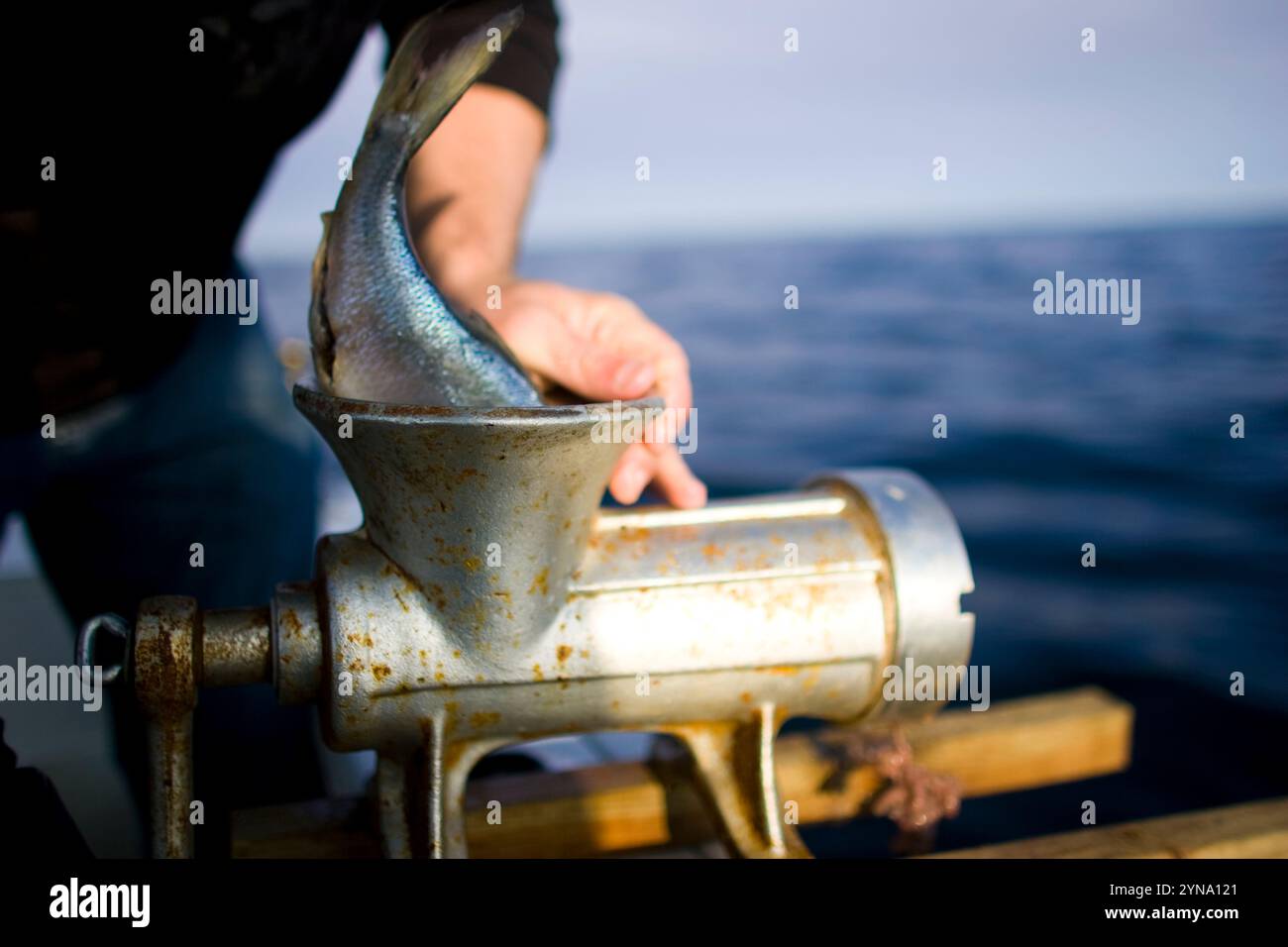 Recreational fishing sharks hi-res stock photography and images - Alamy