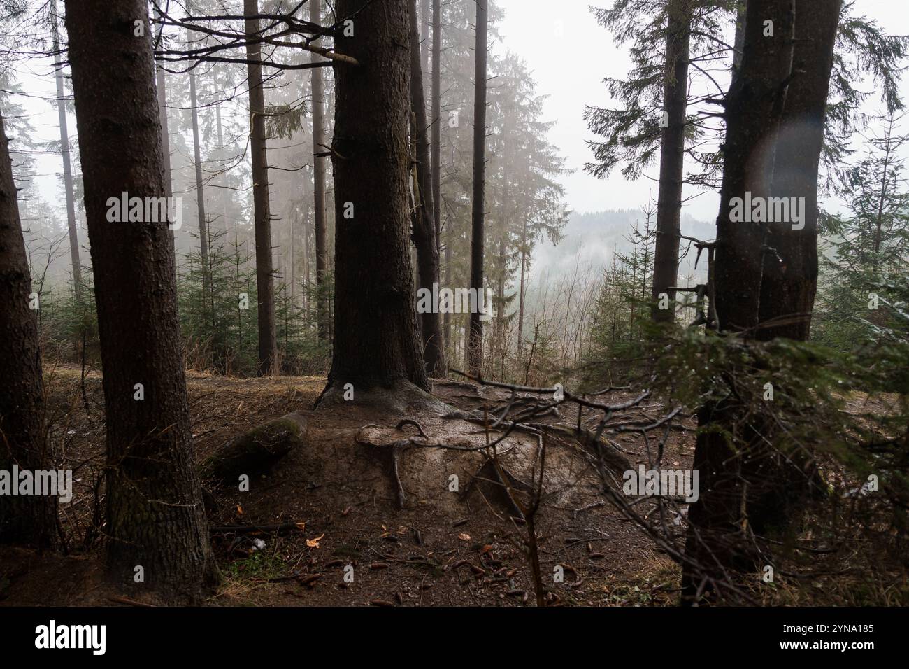 Misty Forest Landscape with Tall Trees and Soft Fog Stock Photo - Alamy