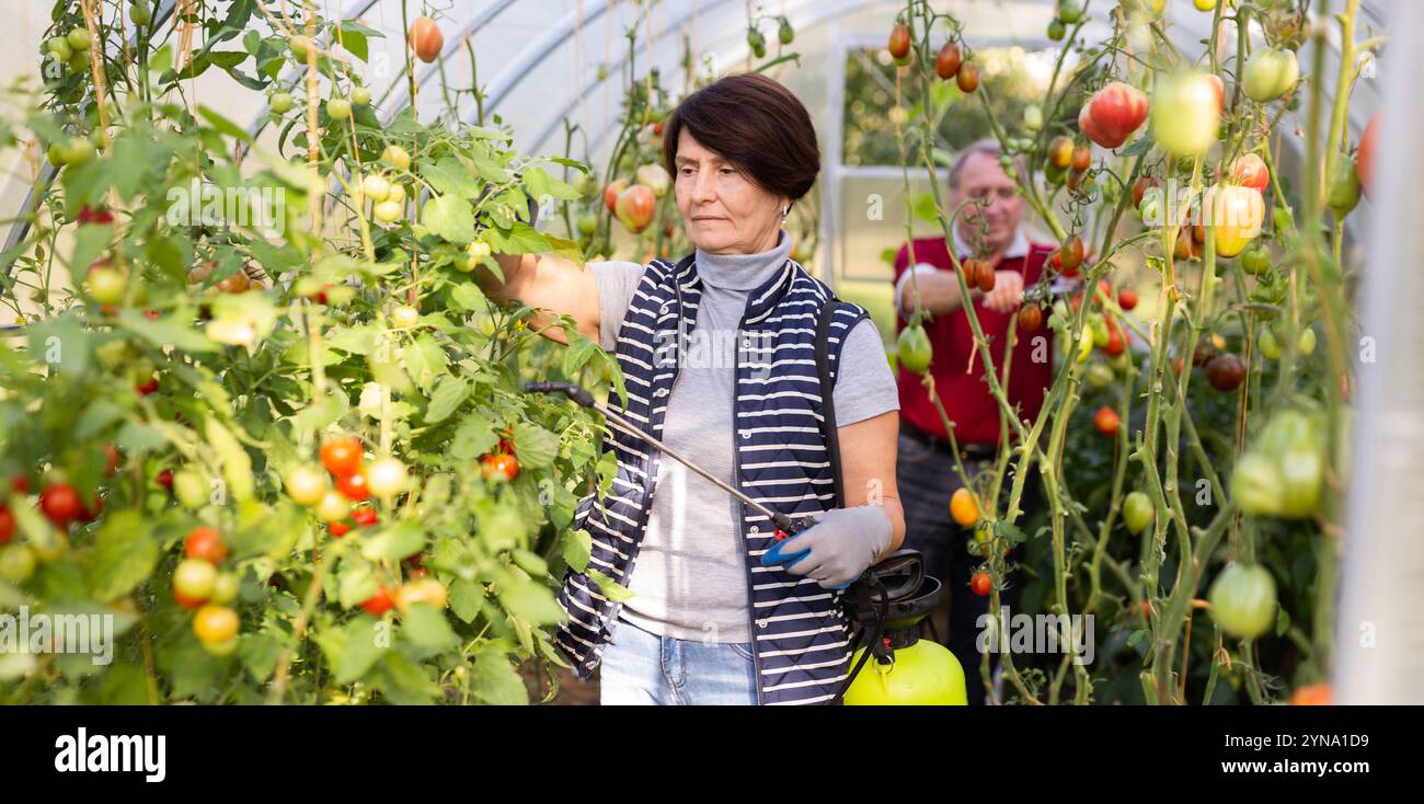 Older woman diligently spraying vegetables with insecticide in ...