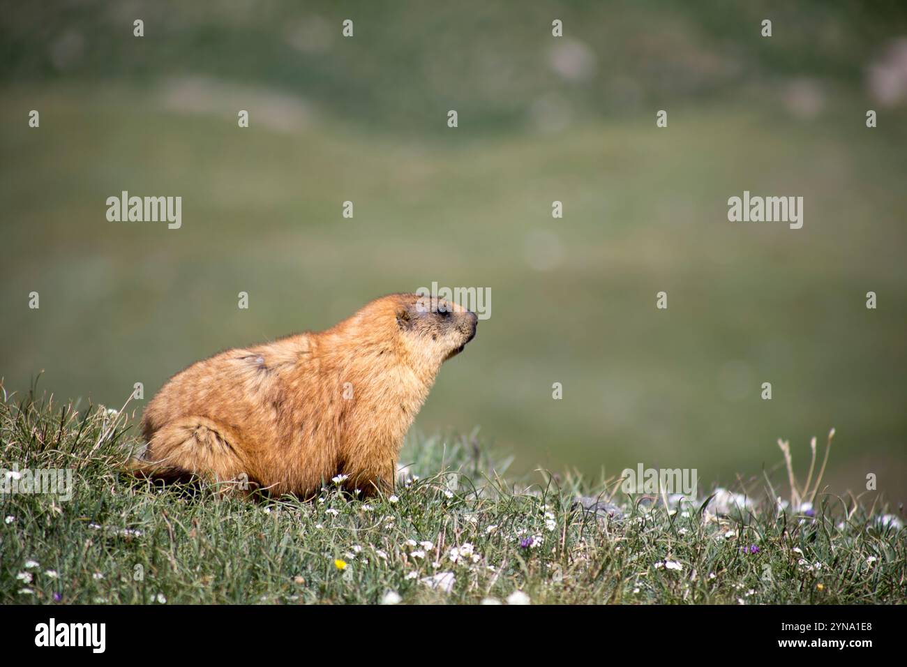 Marmot on the approach to Lenin peak advanced basecamp (Kyrgyzstan ...