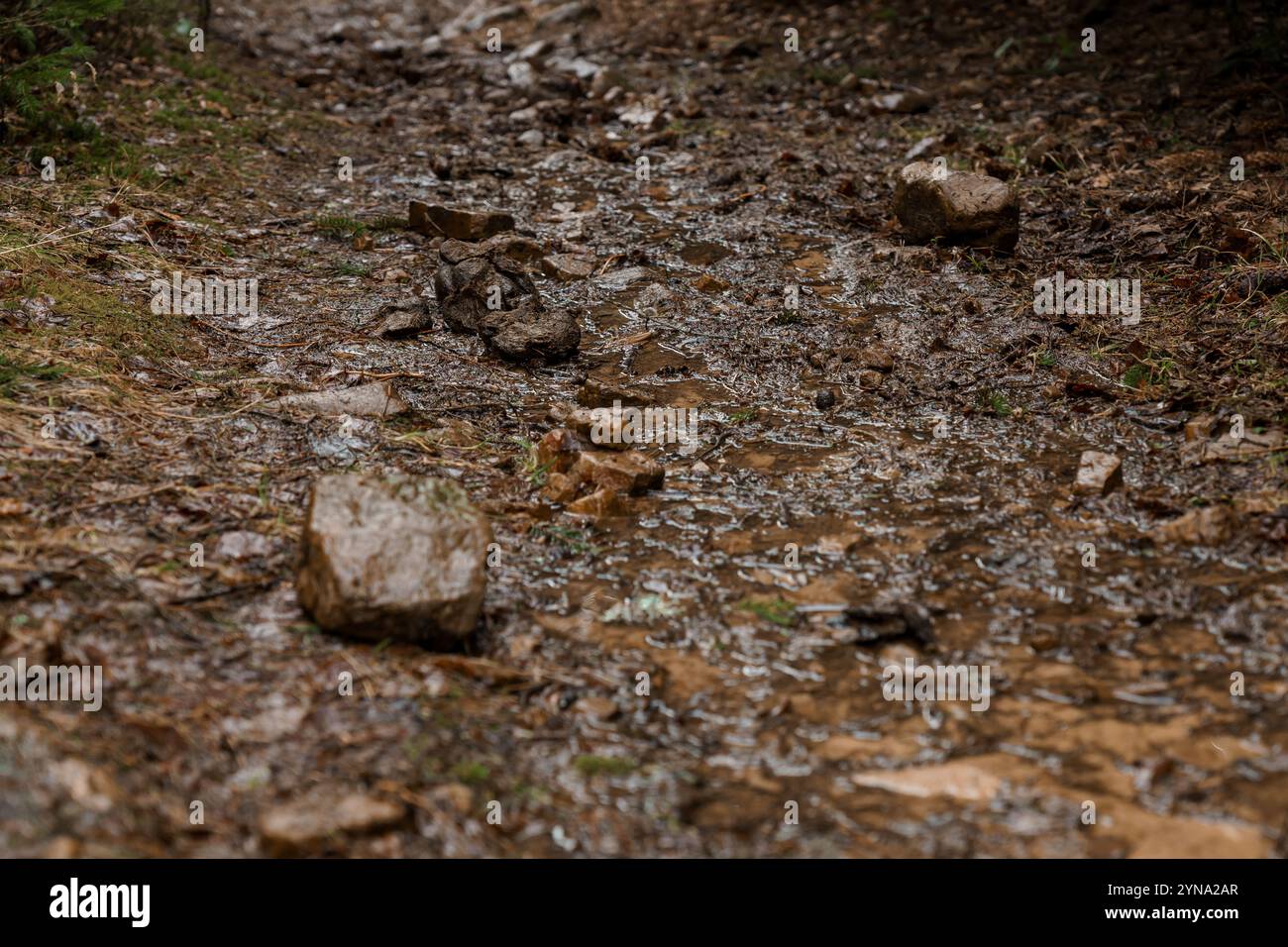 Waterlogged pathway hi-res stock photography and images - Alamy