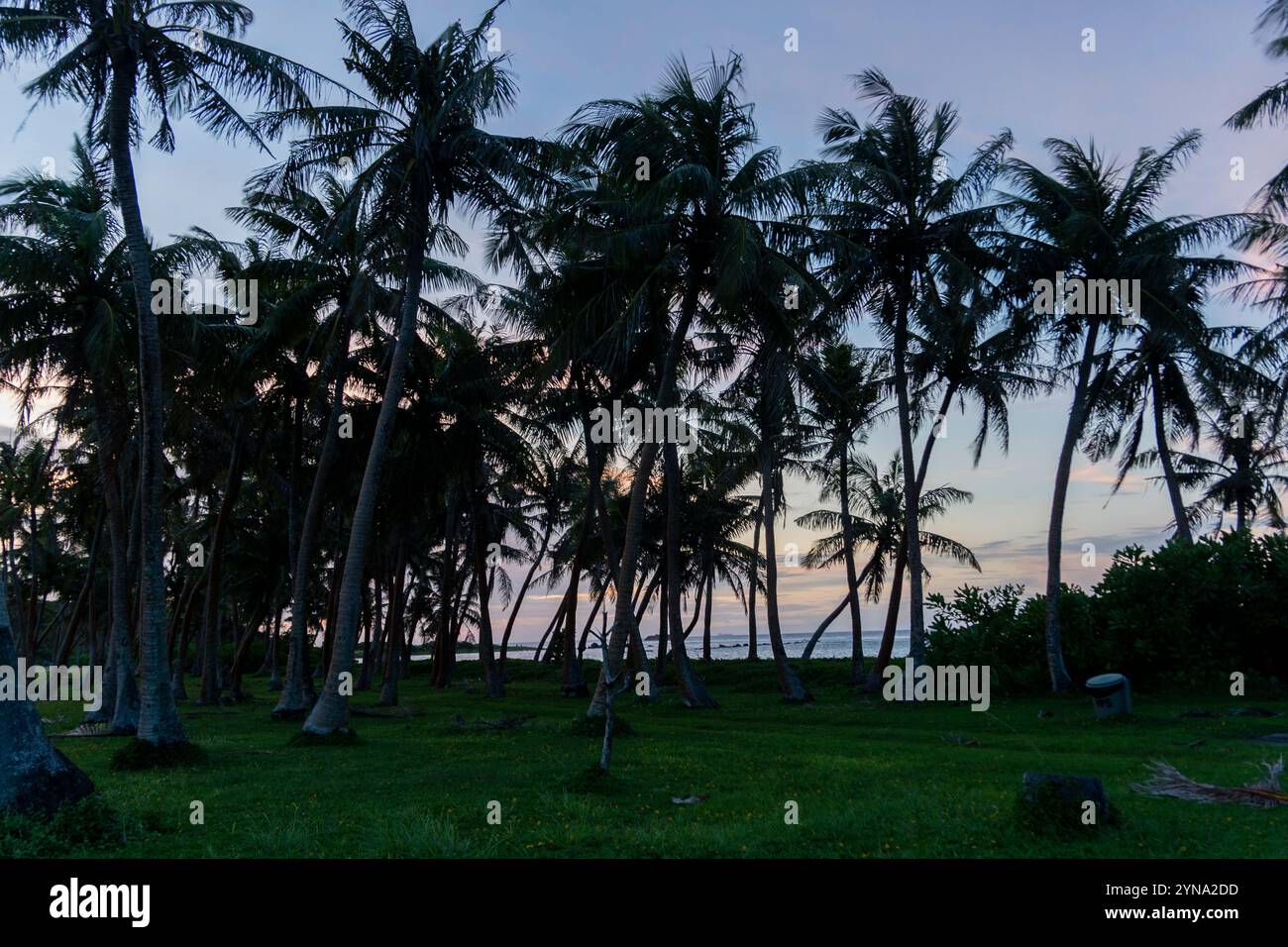 Lush palm trees lining hi-res stock photography and images - Alamy