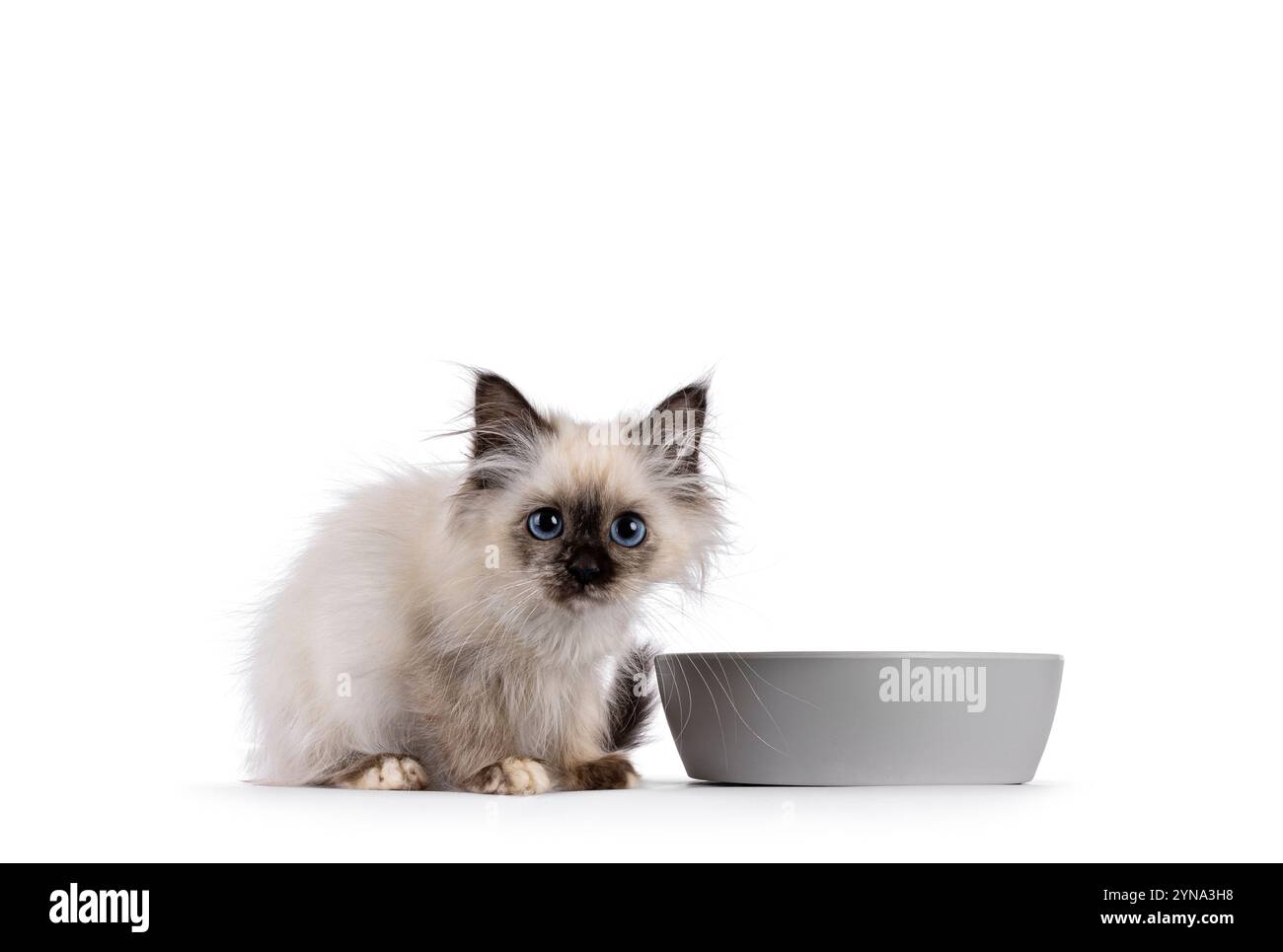 Adorable tortie Sacred Birman cat kitten, laying beside gray food bowl ...