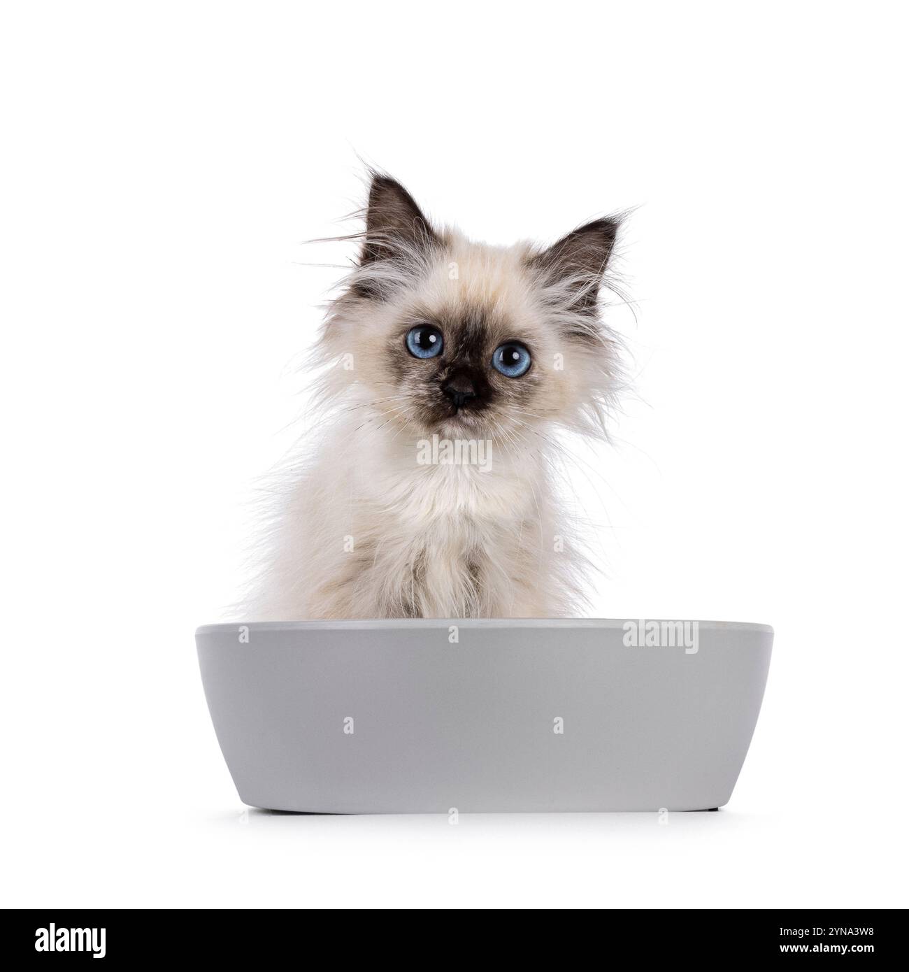 Funny birman breed cat Cut Out Stock Images & Pictures - Alamy