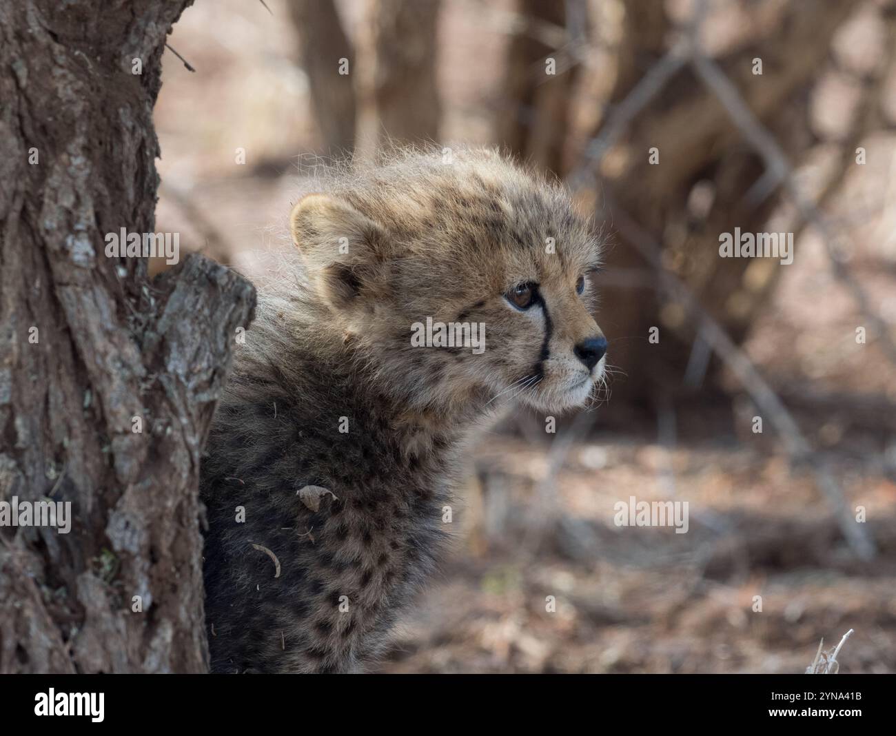 Cute baby cheetah hi-res stock photography and images - Alamy