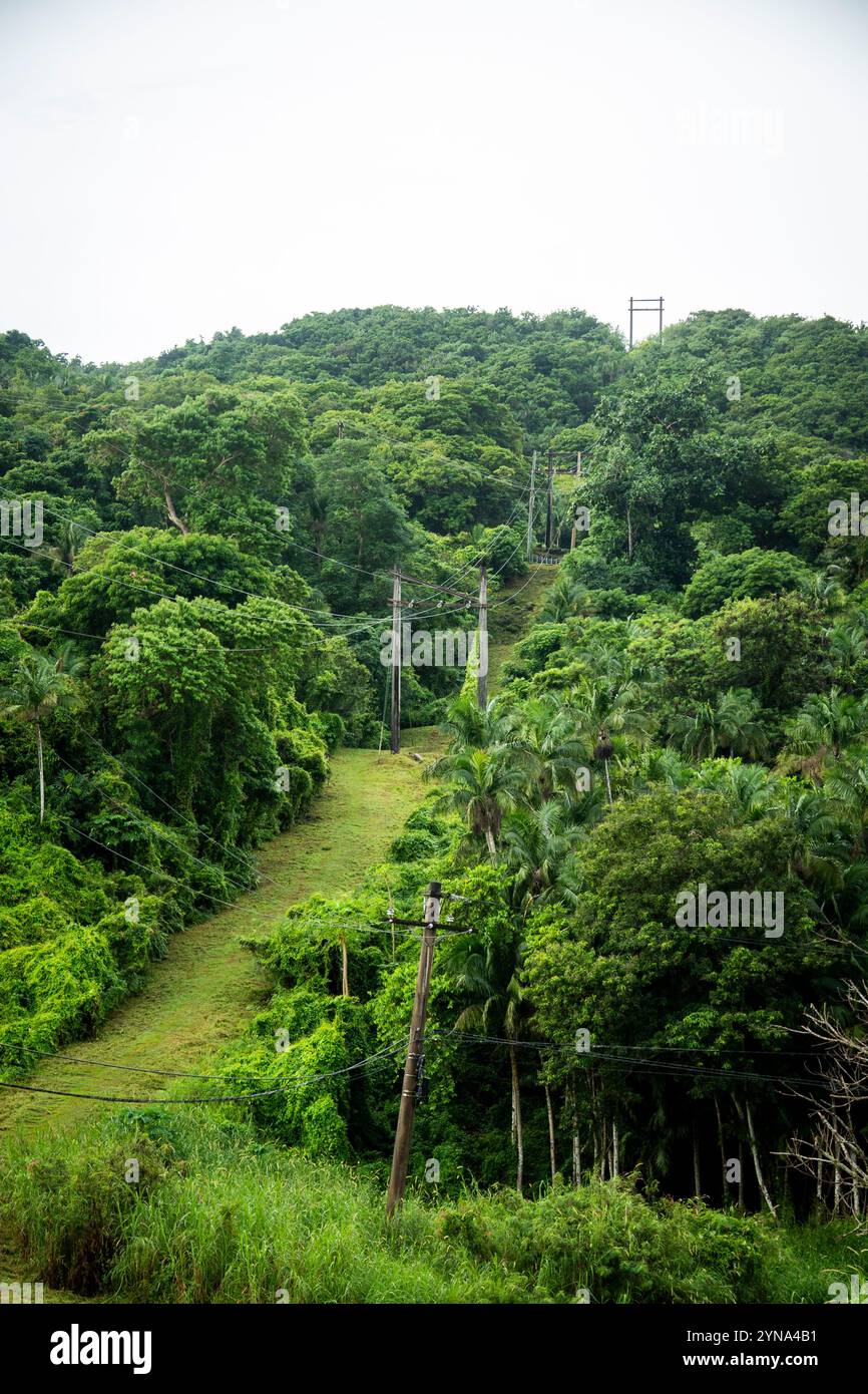 Lush green landscape in Guam showcasing tropical vegetation and power ...