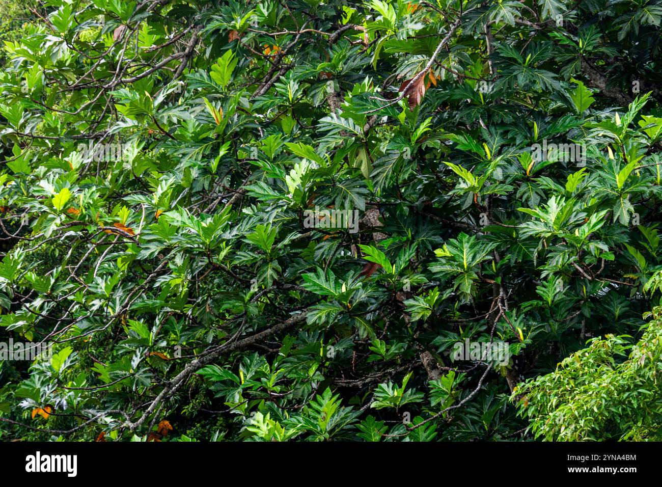 Vibrant rainforest hi-res stock photography and images - Alamy