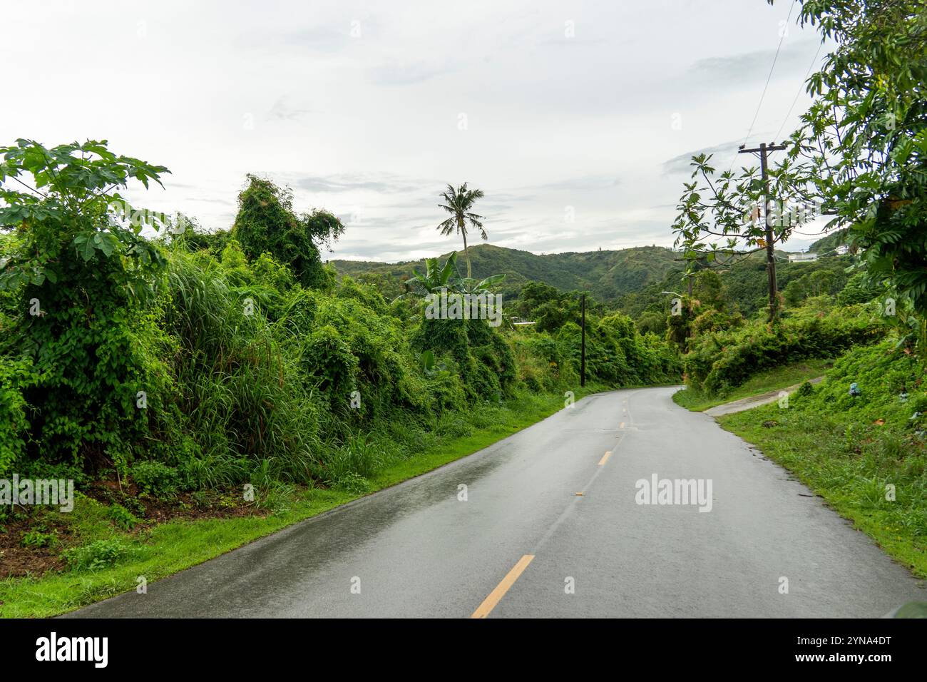 Lush green landscape along a winding road after a gentle rain in nature ...