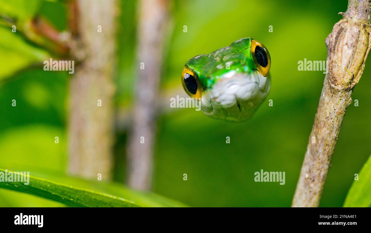 Parrot Snake, Satiny Parrot Snake, Leptophis depressirostris, Tropical ...