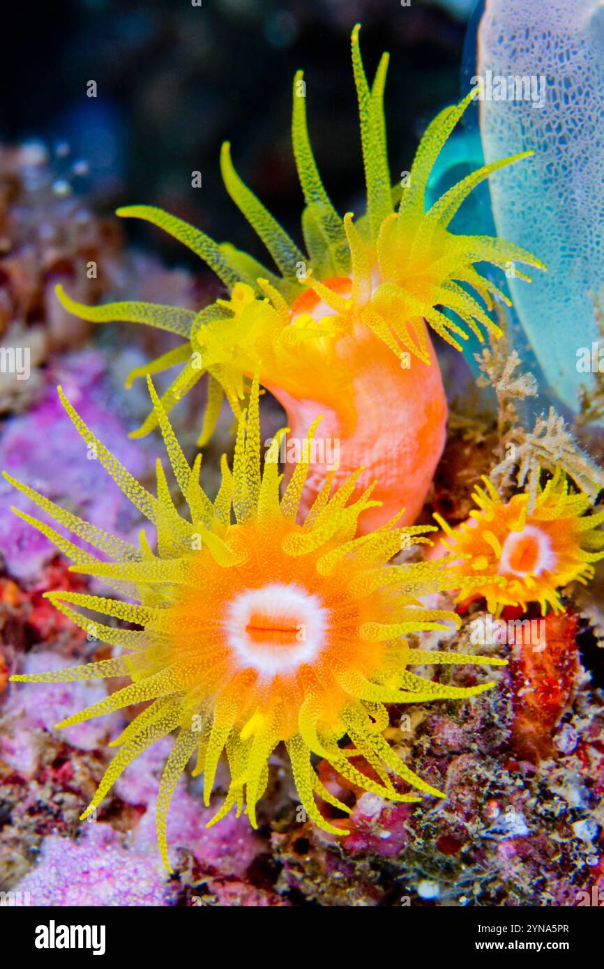 Colorful reef building corals hi-res stock photography and images - Alamy