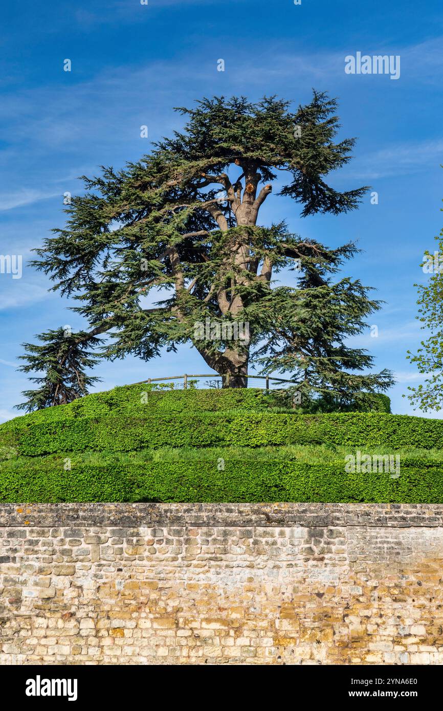 The great cedar hi-res stock photography and images - Alamy