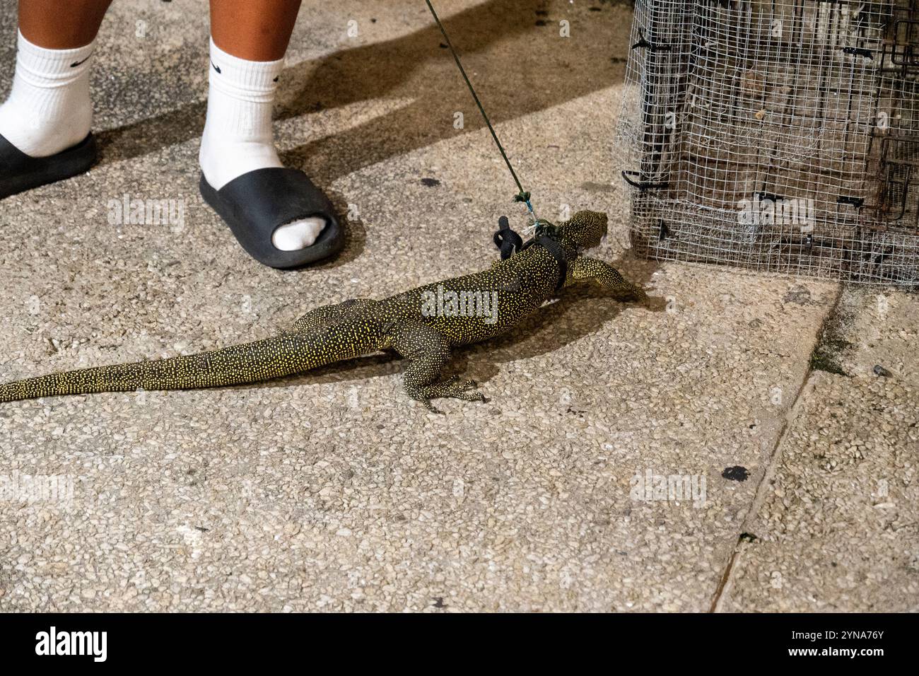 Unique green lizard on a leash exploring a textured surface at twilight ...