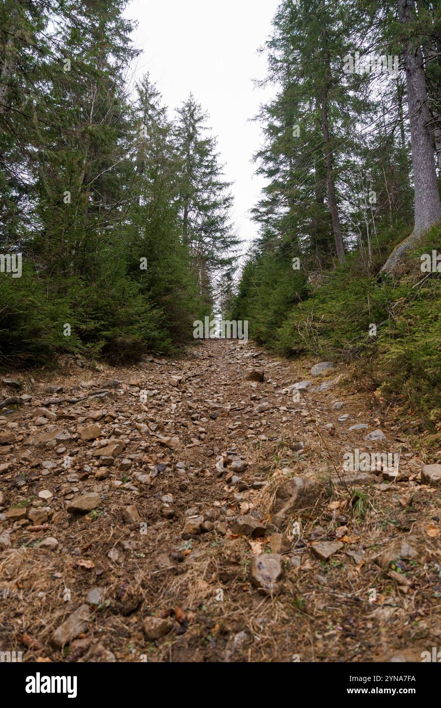 Rocky Trail Through Dense Pine Forest Stock Photo - Alamy