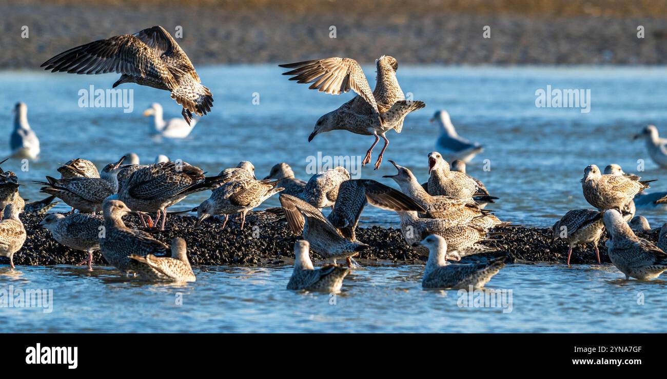 France, Somme, Baie de Somme, Quend-Plage, Gulls on a pile of bouchot ...
