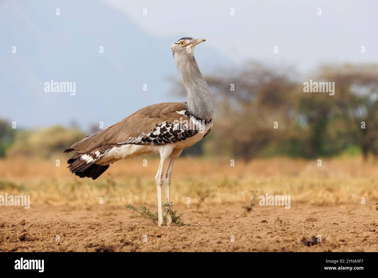 Kenya, Shompole Community, Shompole wilderness, shrubby savannah ...
