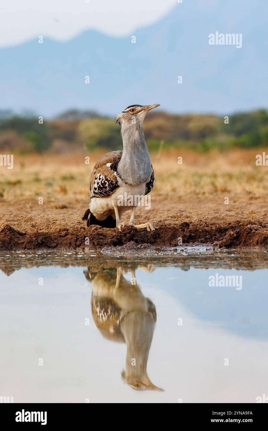 Kenya, Shompole Community, Shompole wilderness, shrubby savannah ...