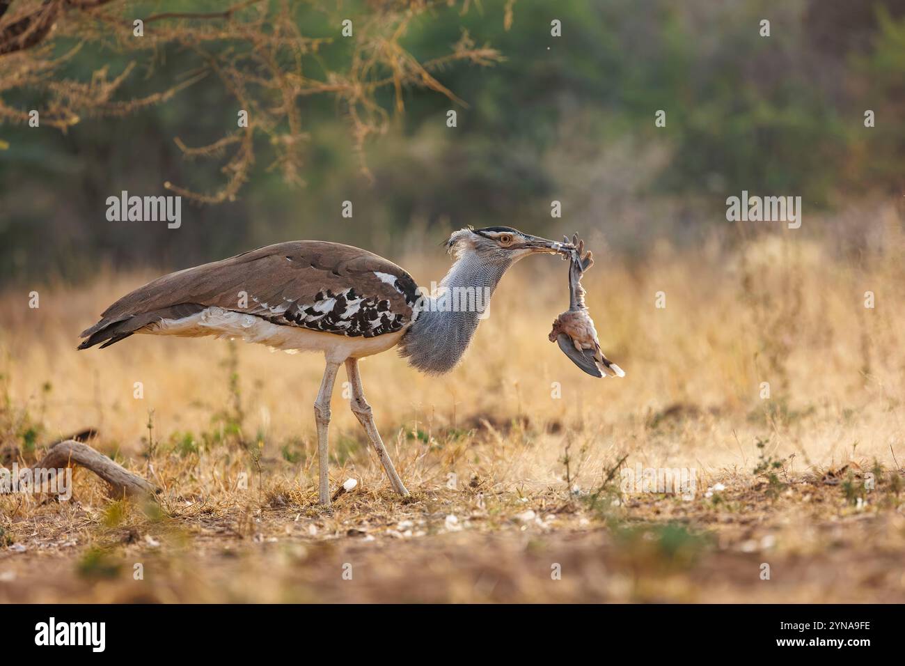 Kenya, Shompole Community, Shompole wilderness, shrubby savannah ...