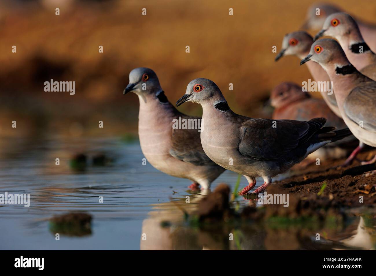 Kenya, Shompole Community, Shompole wilderness, Mourning Dove ...