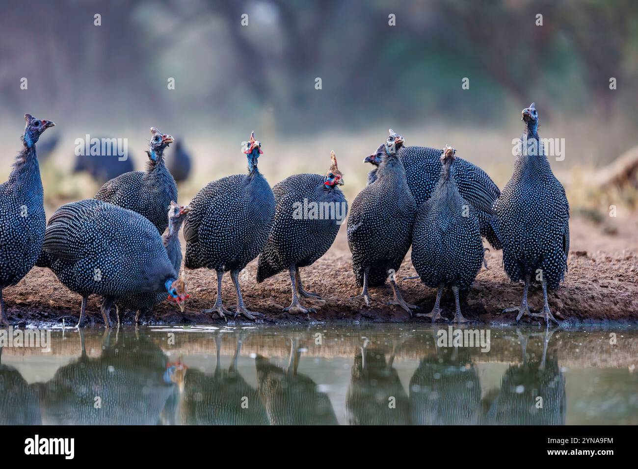 Kenya, Shompole Community, Shompole wilderness, Numidian guinea fowl ...