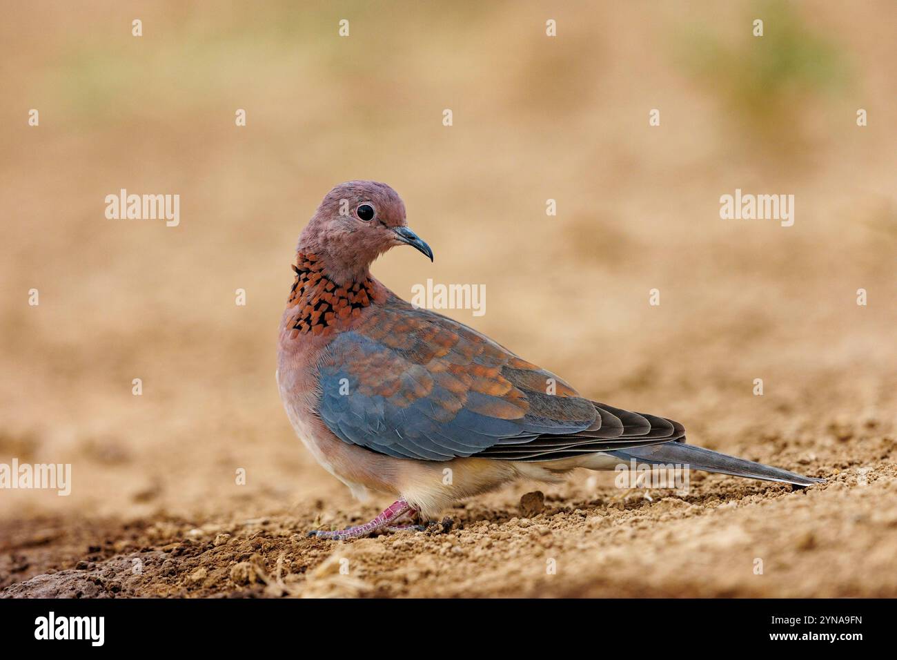Kenya, Shompole Community, Shompole wilderness, laughing dove ...
