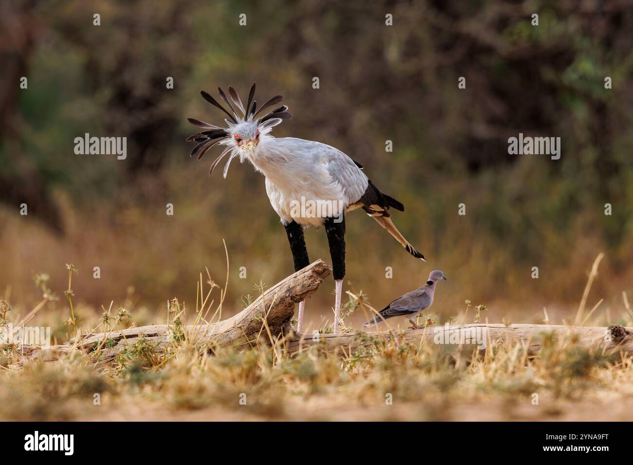 Kenya, Shompole Community, Shompole wilderness, shrubby savannah ...
