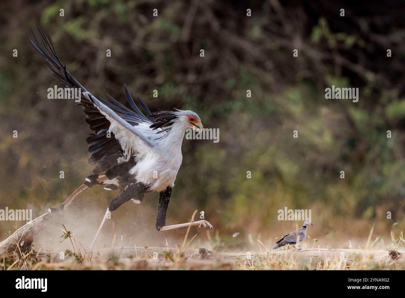 Kenya, Shompole Community, Shompole wilderness, shrubby savannah ...