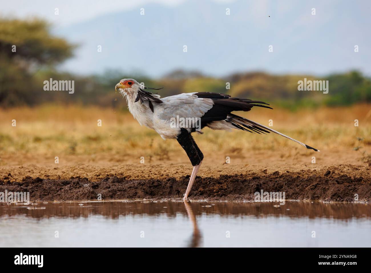 Kenya, Shompole Community, Shompole wilderness, shrubby savannah ...
