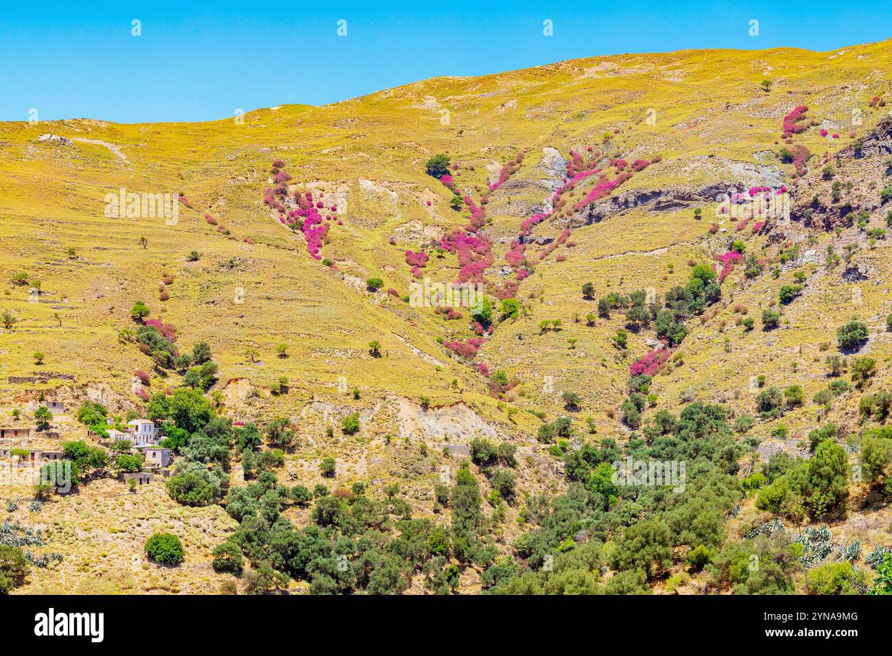 Purple flower crete greece hi-res stock photography and images - Alamy