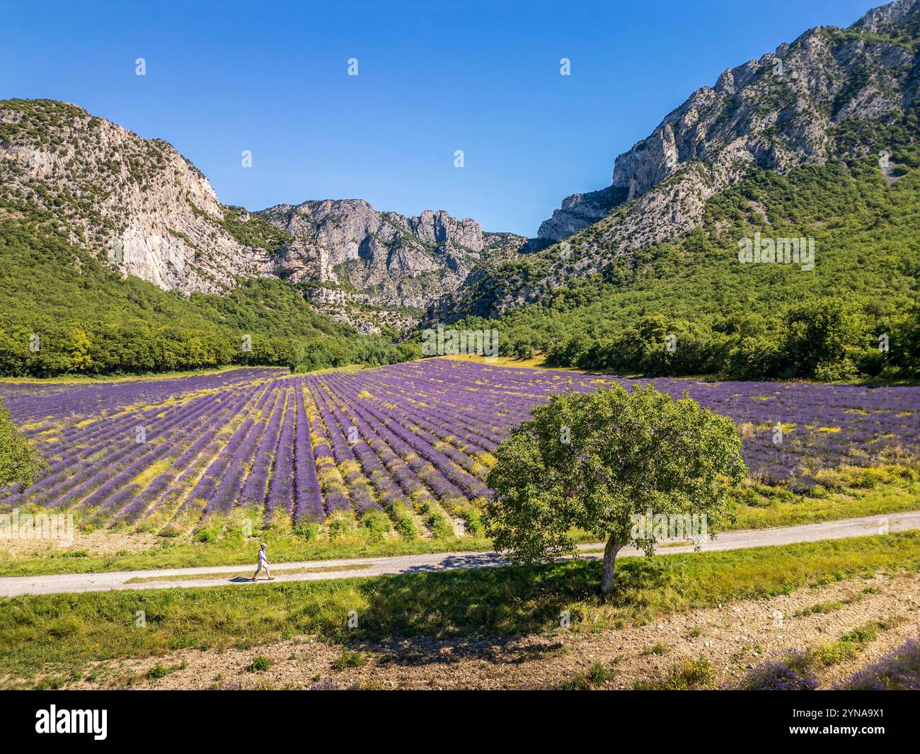 France, Drôme, Drôme Provençale, Saoû, lavender field in bloom with the ...