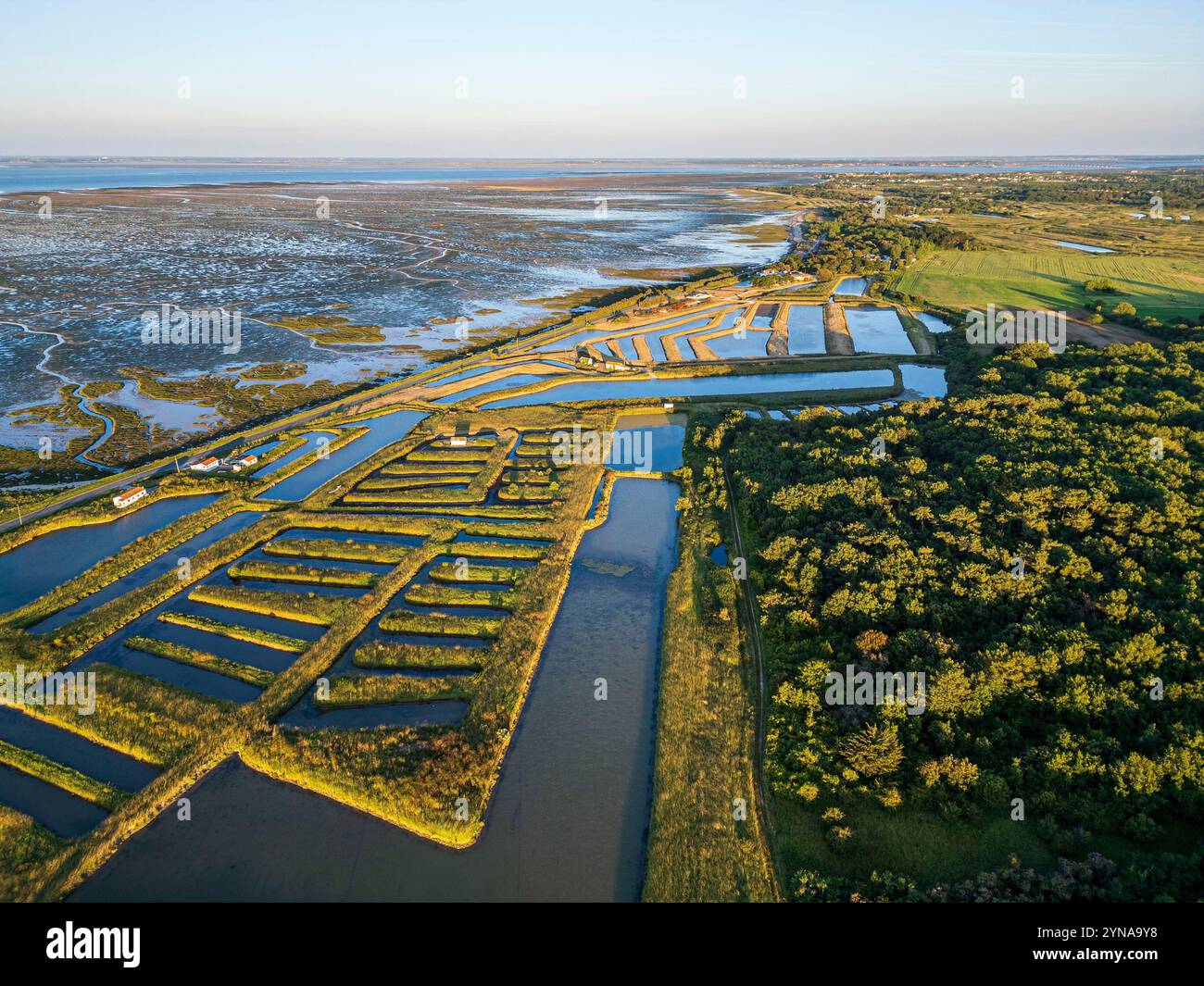 France, Charente-Maritime, Ile d'Oléron, Dolus-d'Oléron, La Baudissière ...