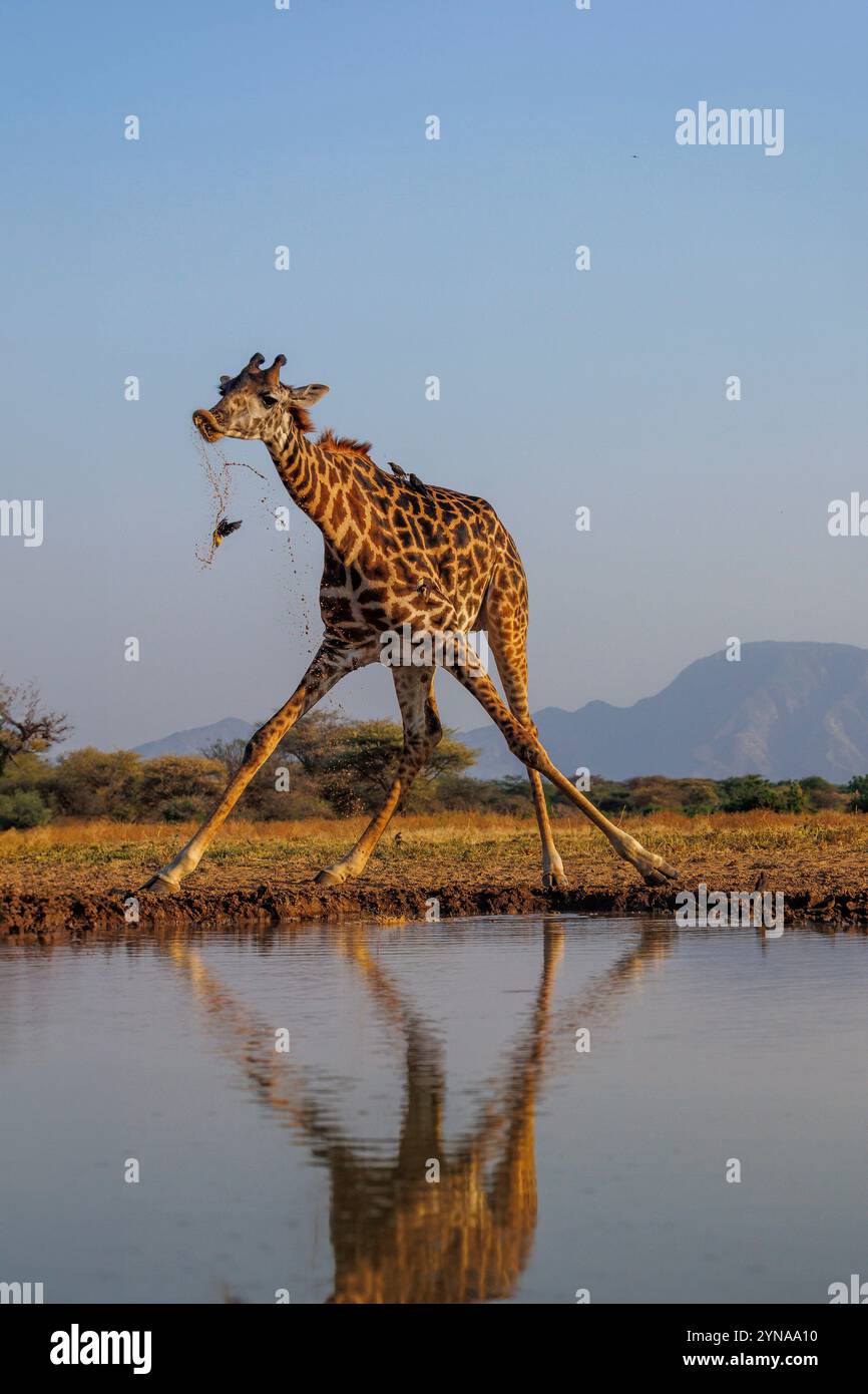 Giraffe community hi-res stock photography and images - Alamy