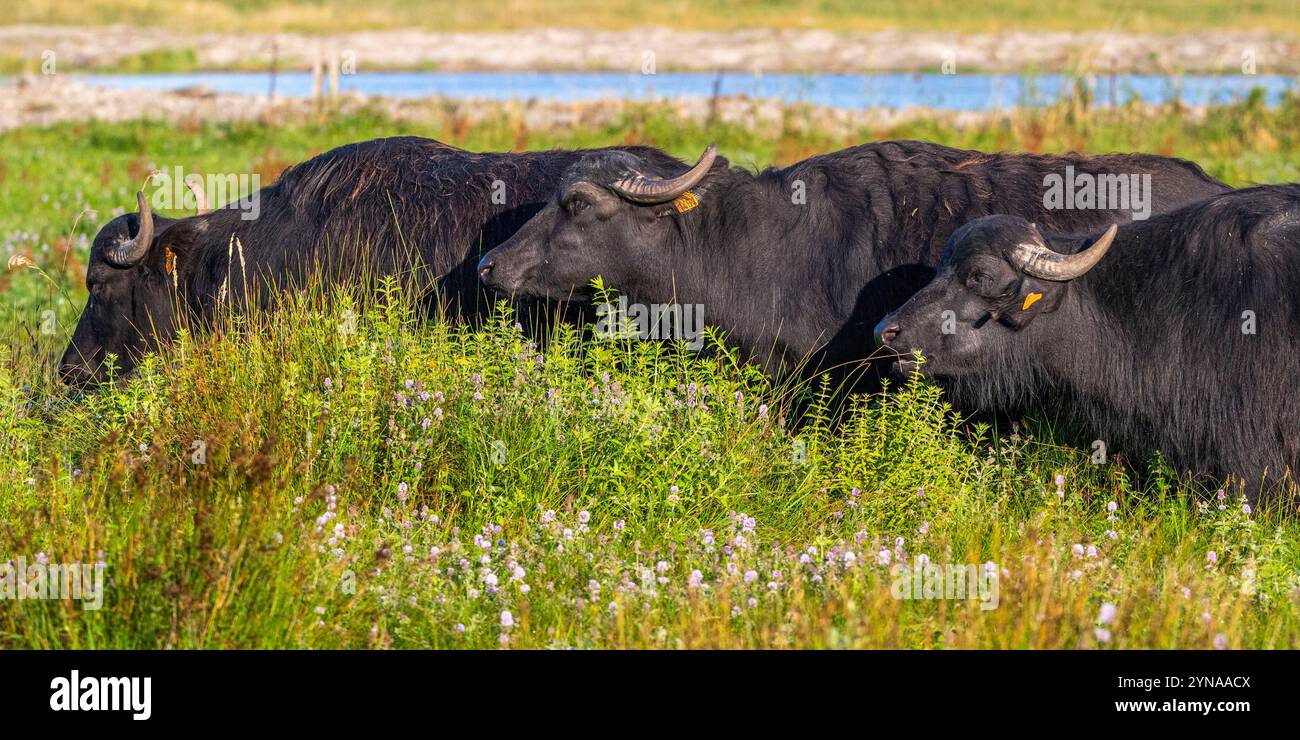 France, Somme, Baie de Somme, Le Crotoy, Marais du Crotoy, buffalo ...