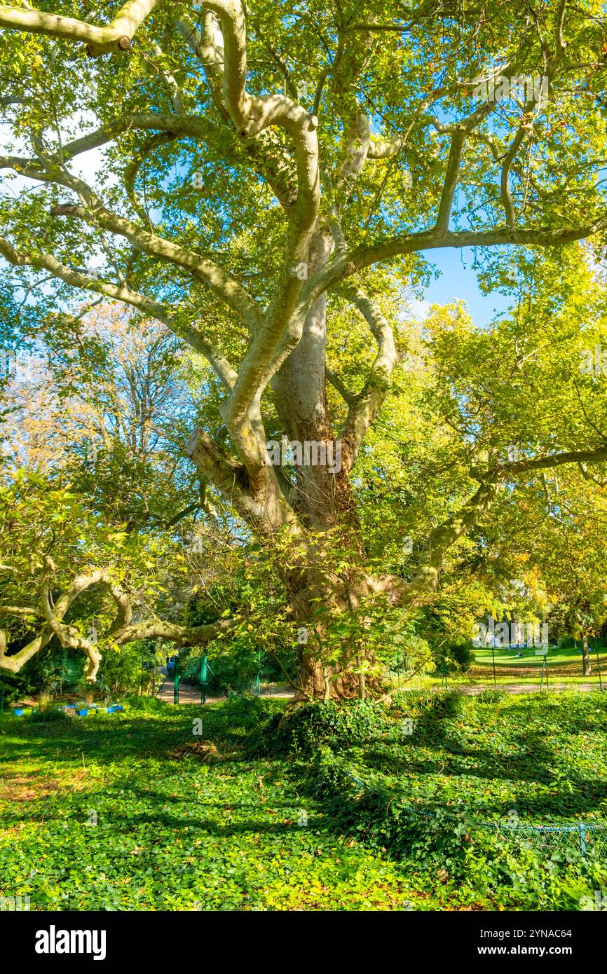 France, Paris, Parc Monceau, remarkable tree, the oriental plane tree ...