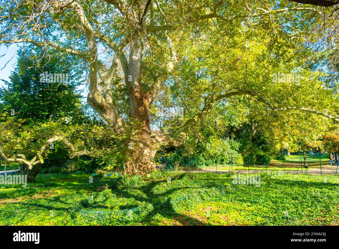 France, Paris, Parc Monceau, remarkable tree, the oriental plane tree ...