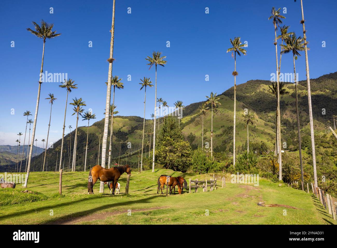 Colombia, Quindio Department, Colombian Coffee Cultural Landscape ...
