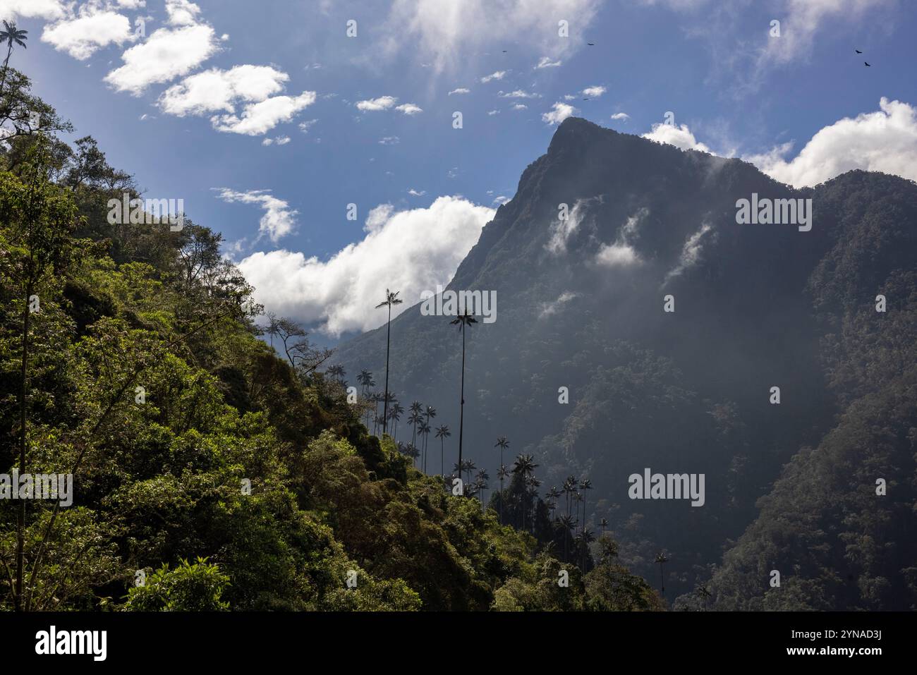 Colombia, Quindio Department, Colombian Coffee Cultural Landscape ...