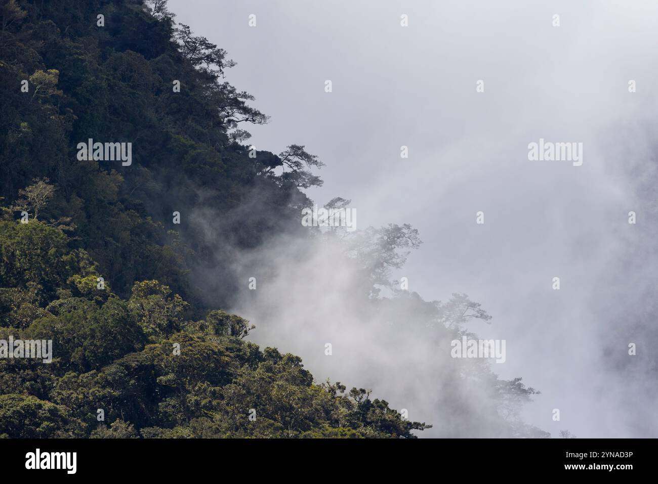Colombia, Quindio Department, Colombian Coffee Cultural Landscape ...